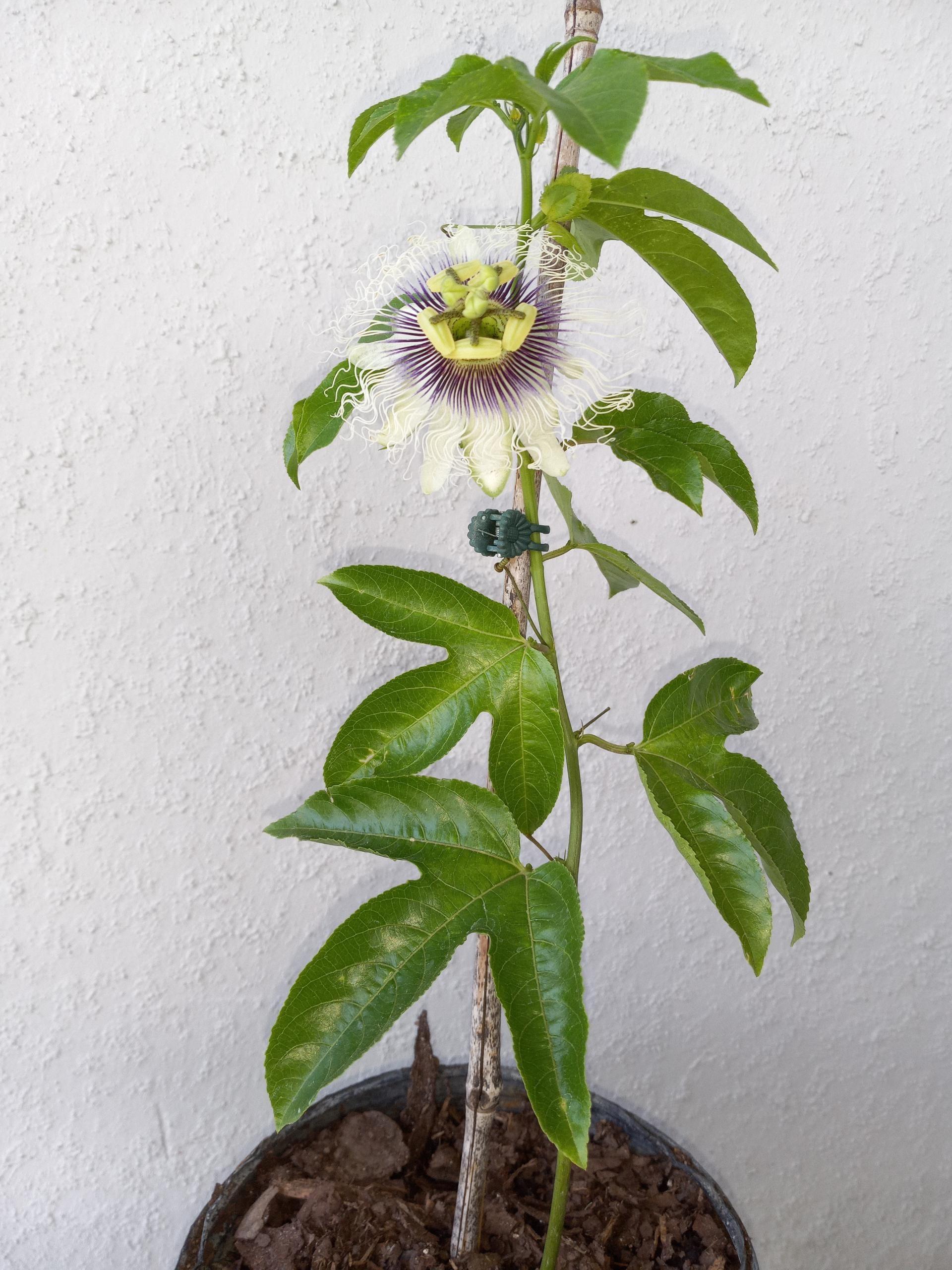Purple Possum Passion Fruit Plant - Starter Passiflora Purple Possum ...