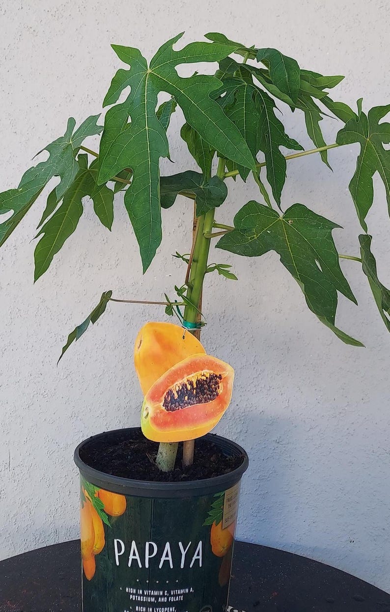 Red Lady Papaya Tree - 1 Gallon - Self Pollenating - Etsy
