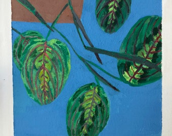 Hanging Red Prayer Plant Maranta Leuconeura - Etsy