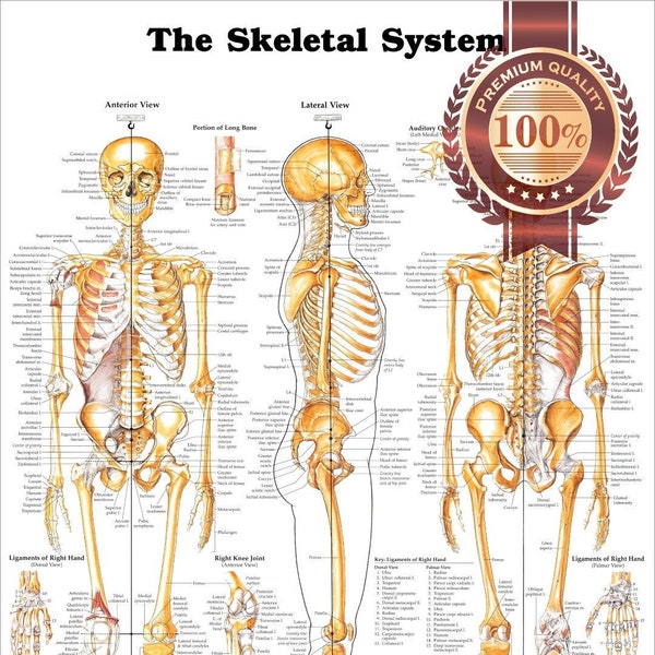 Skeleton Poster - Etsy