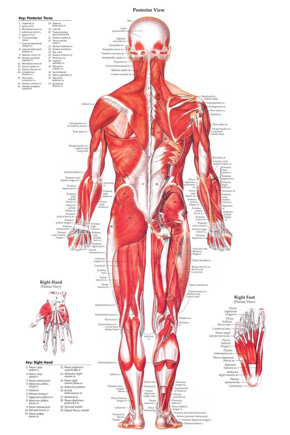 Diagramma Muscolare Anatomia Umana Anatomia Umana 3d'illustrazione,
