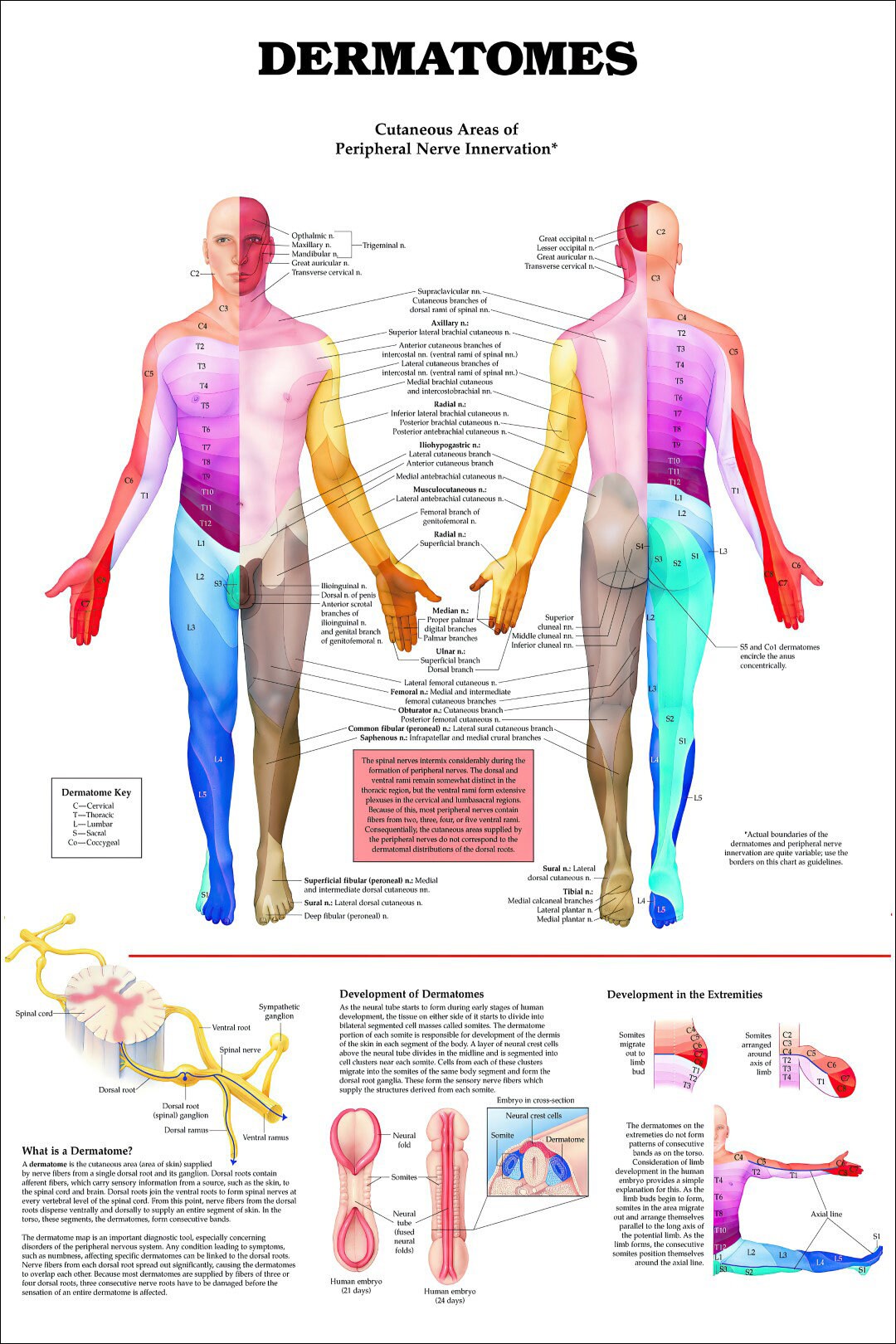 Dermatomes Premium Waterproof Tear Proof Poster Anatomical Diagram