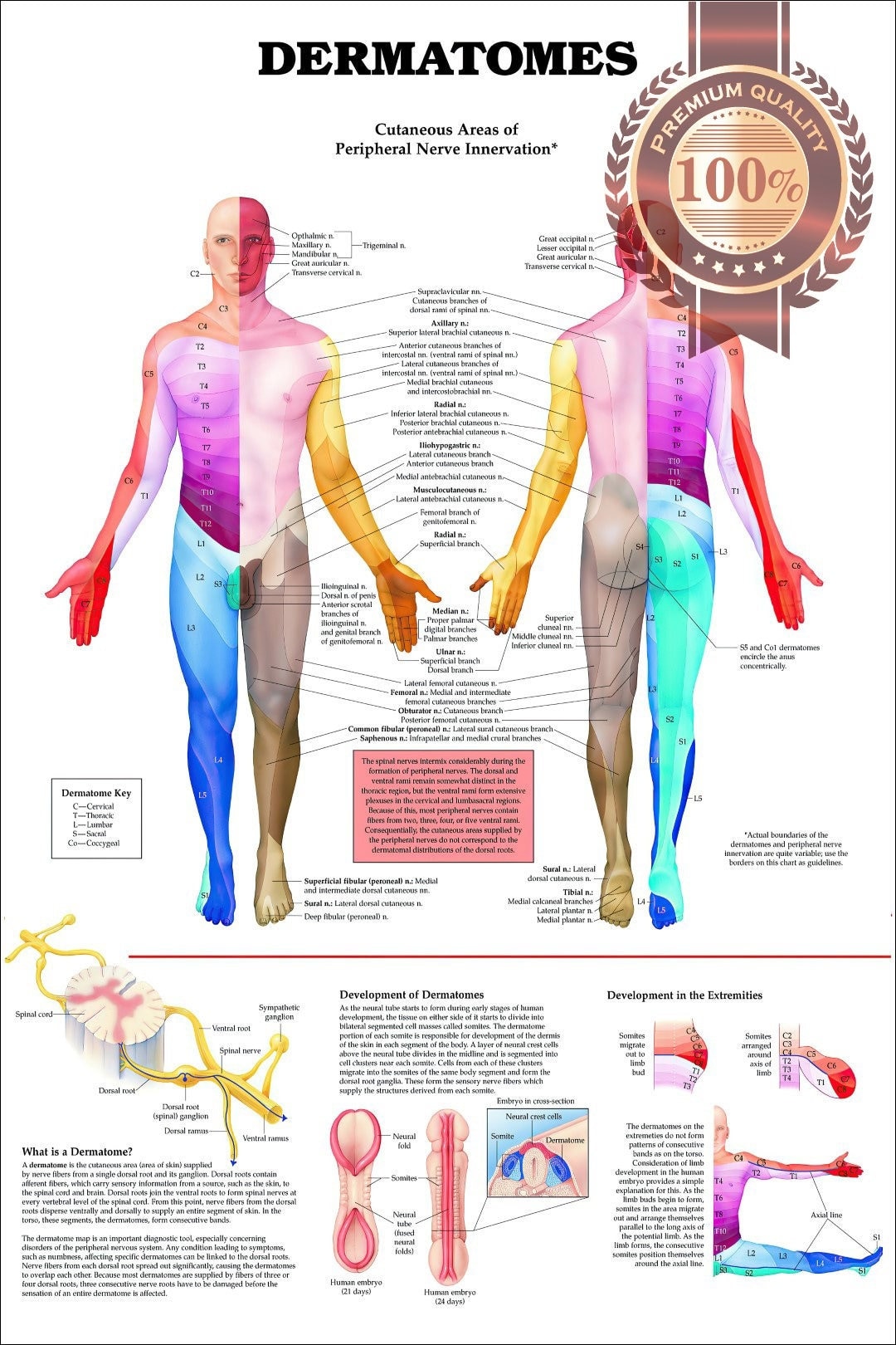 Dermatomes Premium Waterproof Tear Proof Poster Anatomical Diagram Anatomy Chart Wall Diagram ...