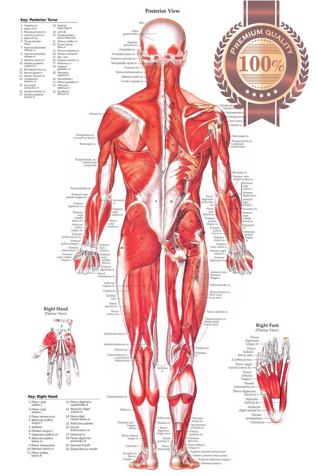 The Muscular System Posterior Tear Proof Poster Anatomical Diagram ...