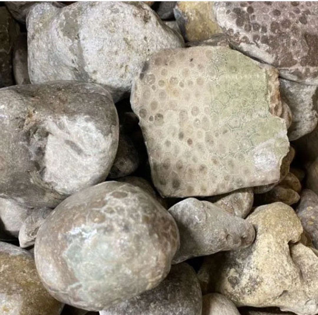 5 LBS PETOSKEY STONE Slabbing Rough Back in Stock Gorgeous Beach Worn ...