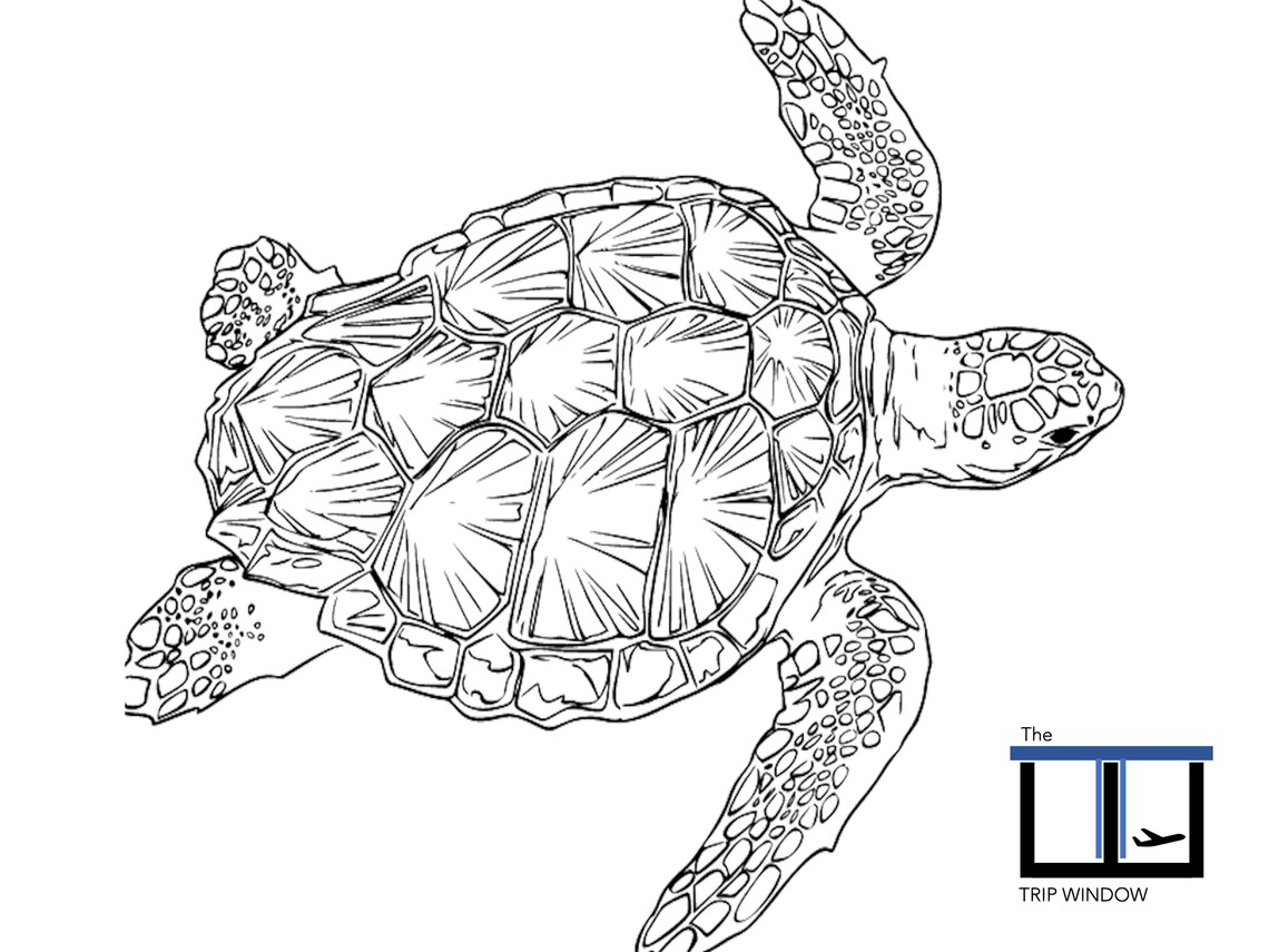 Hawaiian Sea Turtle Coloring Page for Kids Coloring Activities for Kids ...