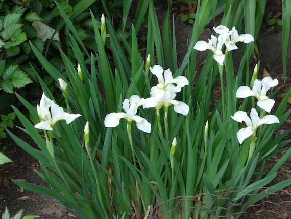 White Siberian Iris