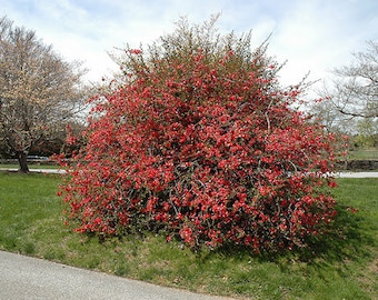 Chaenomeles Speciosa spitfire Flowering Quince Flowering Shrubs/plants ...