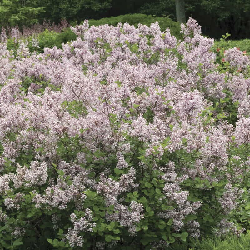 Dwarf Korean Lilac On Standard
