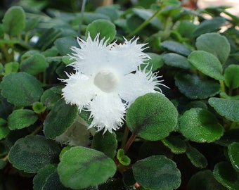 Alsobia Dianthiflora Lace Flower, 2 Plant - Etsy