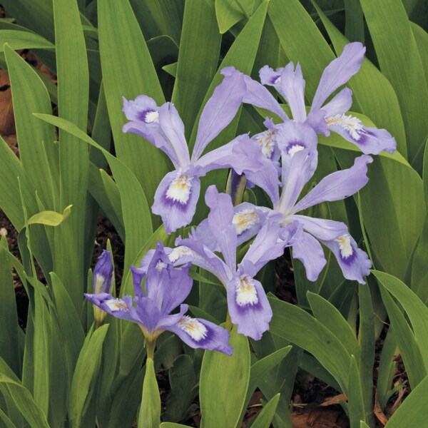 Dwarf Iris - Etsy
