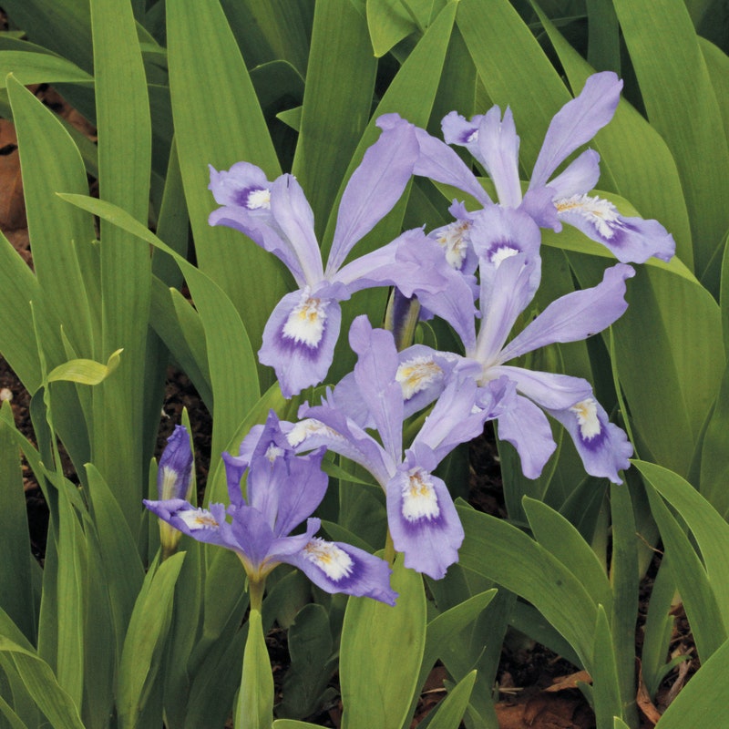 Dwarf Iris - Etsy