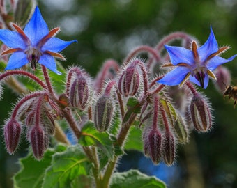 Borage Live Plant in a 3in Pot Very Beautifu Land Healty borago ...