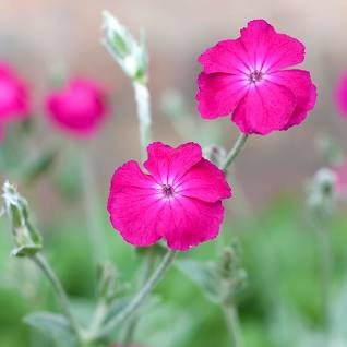 Dusky Pink Lychnis