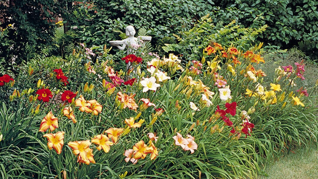 Hybrid Daylily Mixed Colors 3 Plants - Etsy