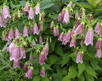 Campanula Punctata 'cherry Bells' Spotted Bellflower Live Plant - Etsy