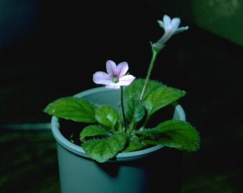 Sinningia Pusilla SEEDS MULTI_PACK Micro-miniature Plant Related to ...