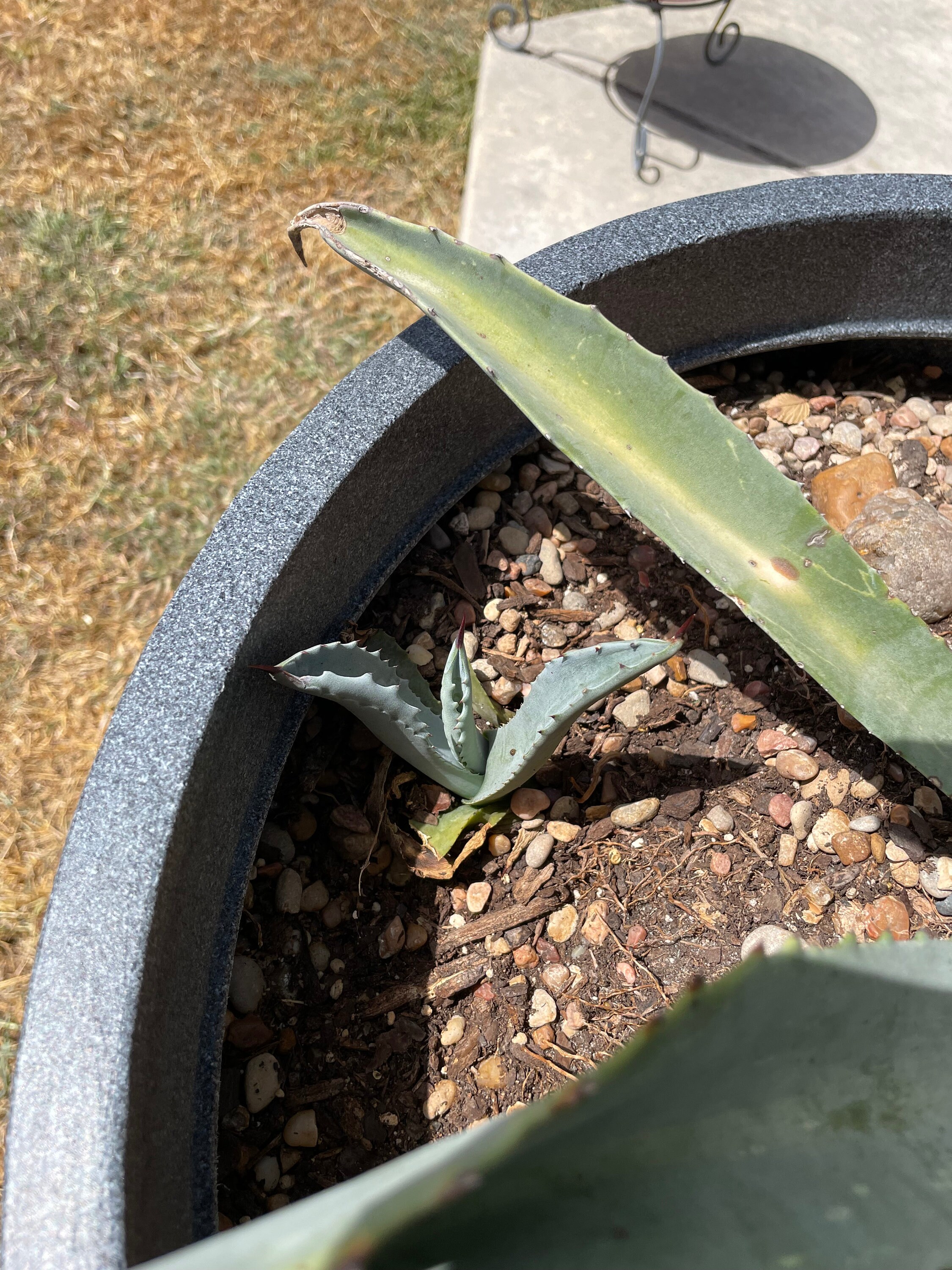 Agave Americana blue Century Plant - Etsy