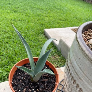 Agave Americana (blue) - Century Plant - Etsy