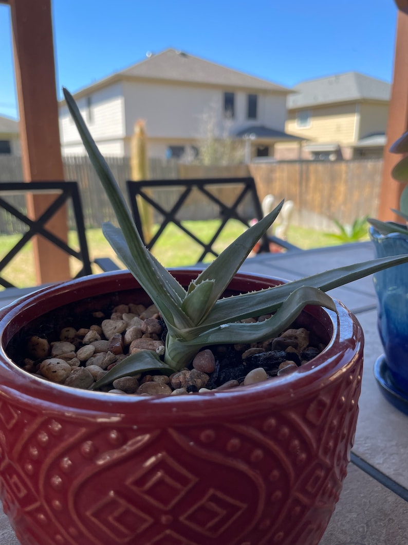 Aloe Striata Hybrid (ghost Aloe) - Etsy