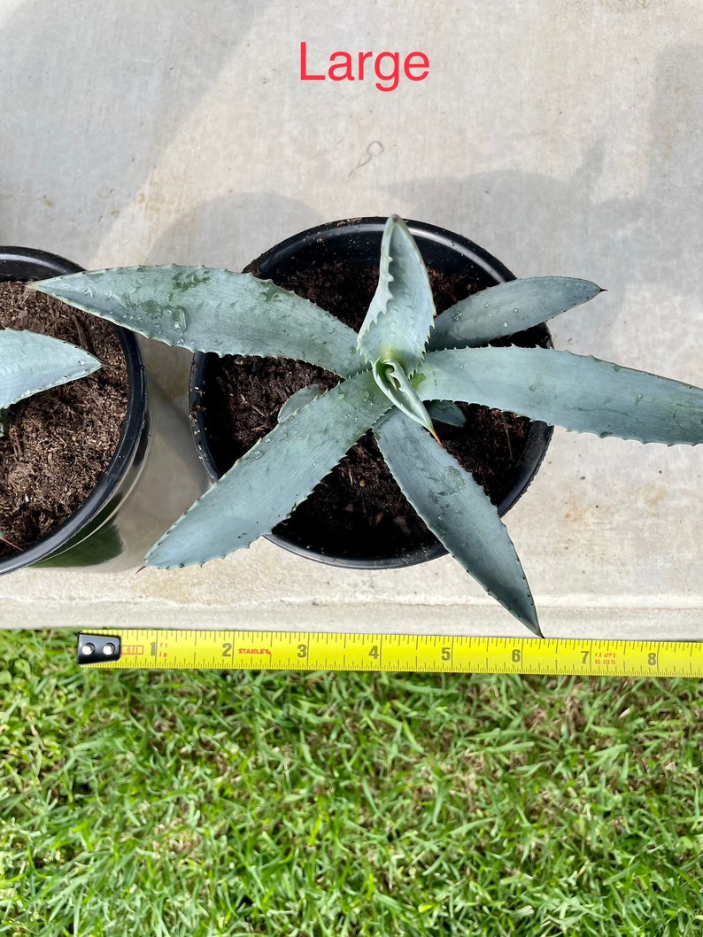 Agave Americana blue Century Plant - Etsy