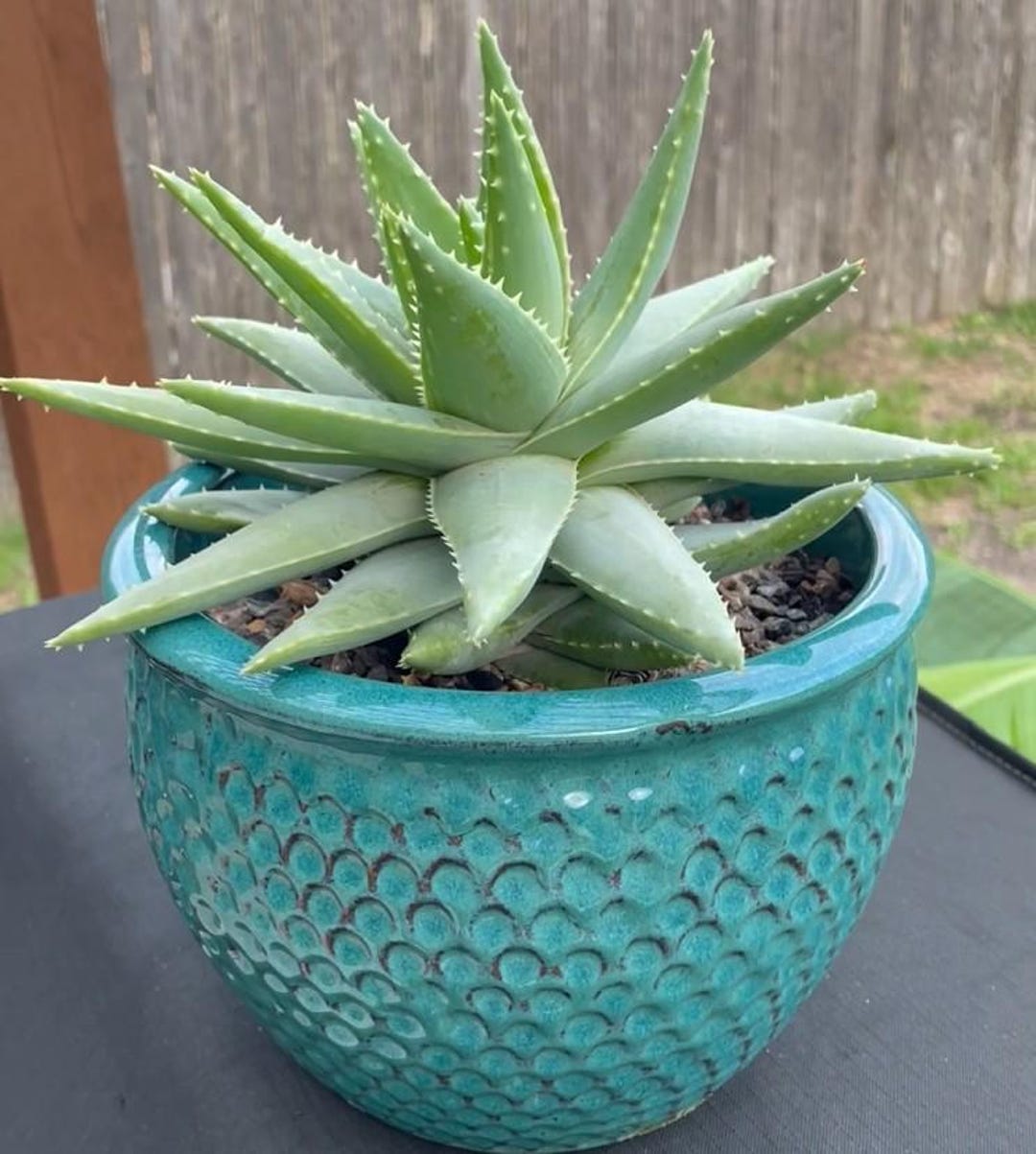 Aloe Brevifolia (aka Short Leaf Aloe or Crocodile Aloe) - Etsy
