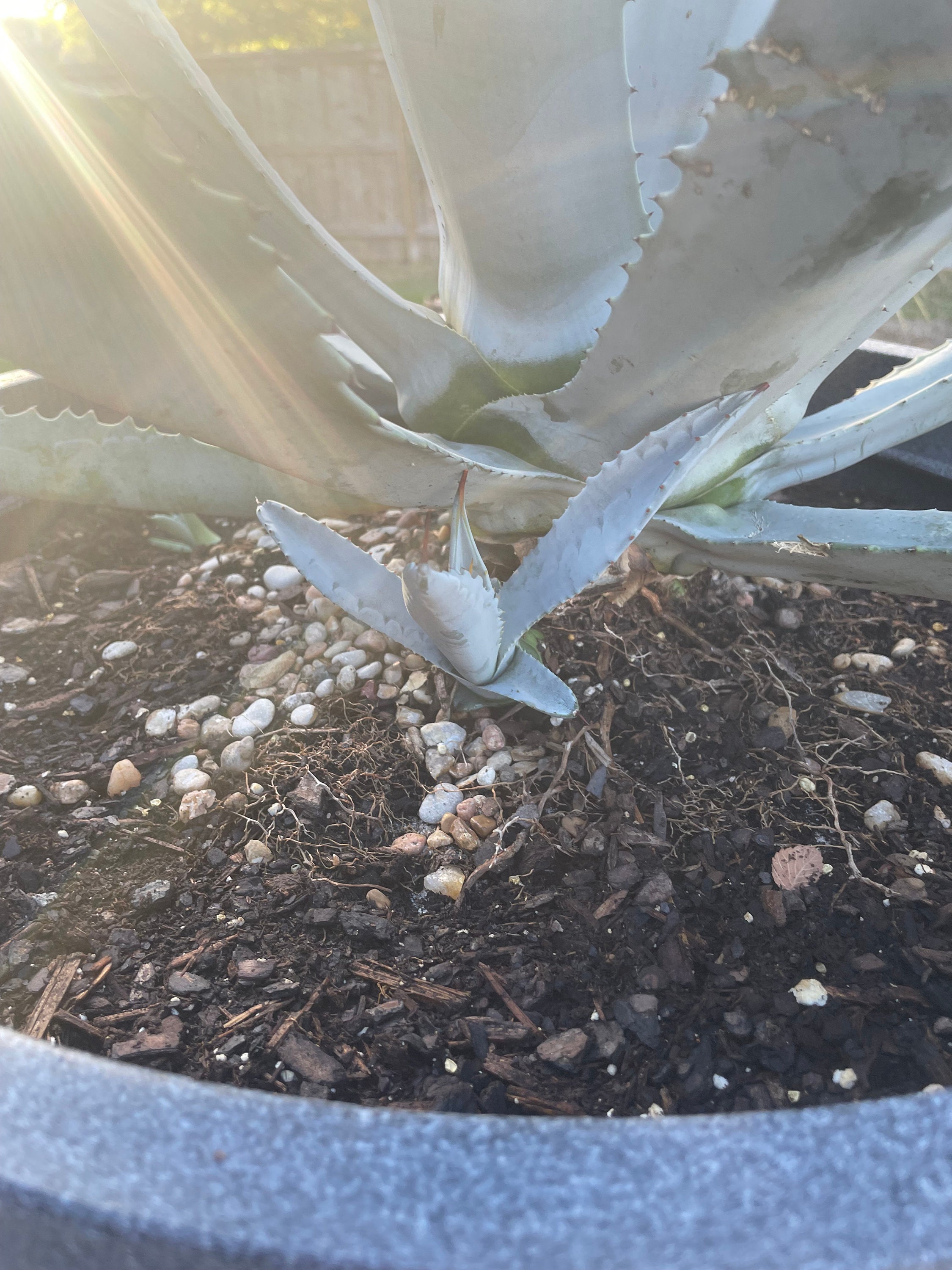 Agave Americana blue Century Plant - Etsy