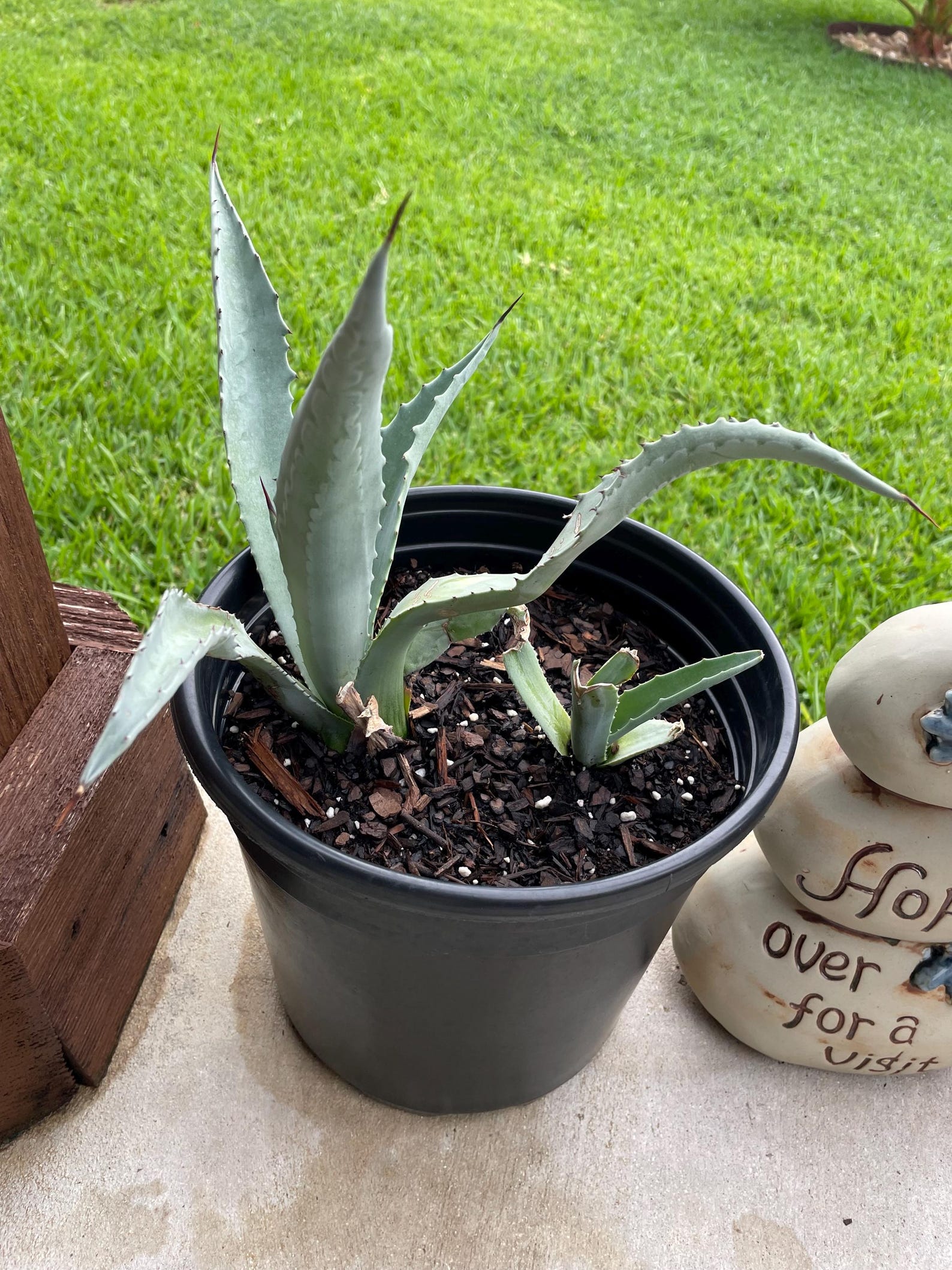 Agave Americana (blue) - Century Plant - Etsy