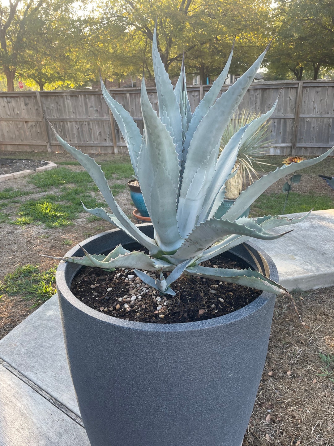 Agave Americana blue Century Plant - Etsy