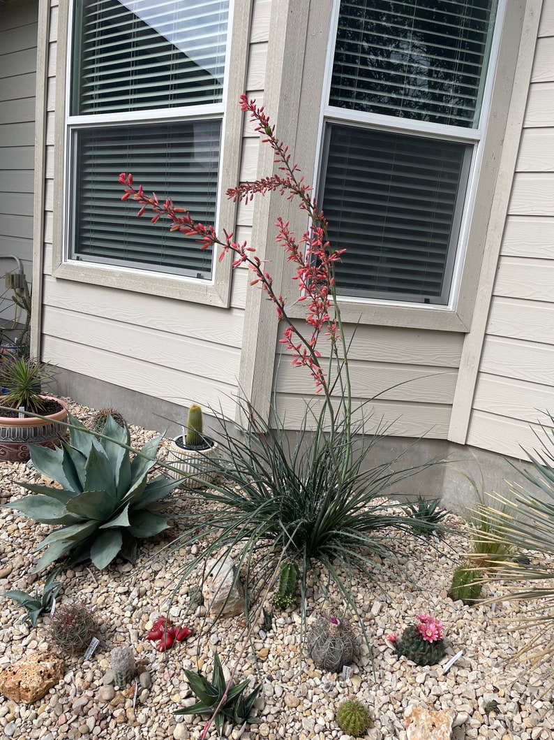 Red Yucca (hesperaloe Parviflora) - Seed Pod - Etsy