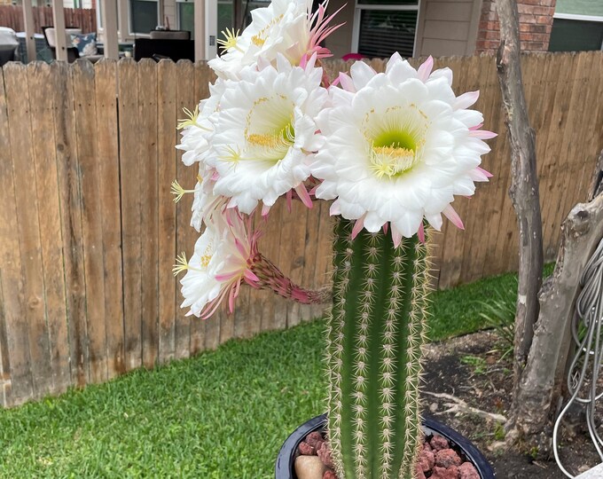 Torch (trichocereus) Grandiflora Cactus - Sun Goddess - Etsy
