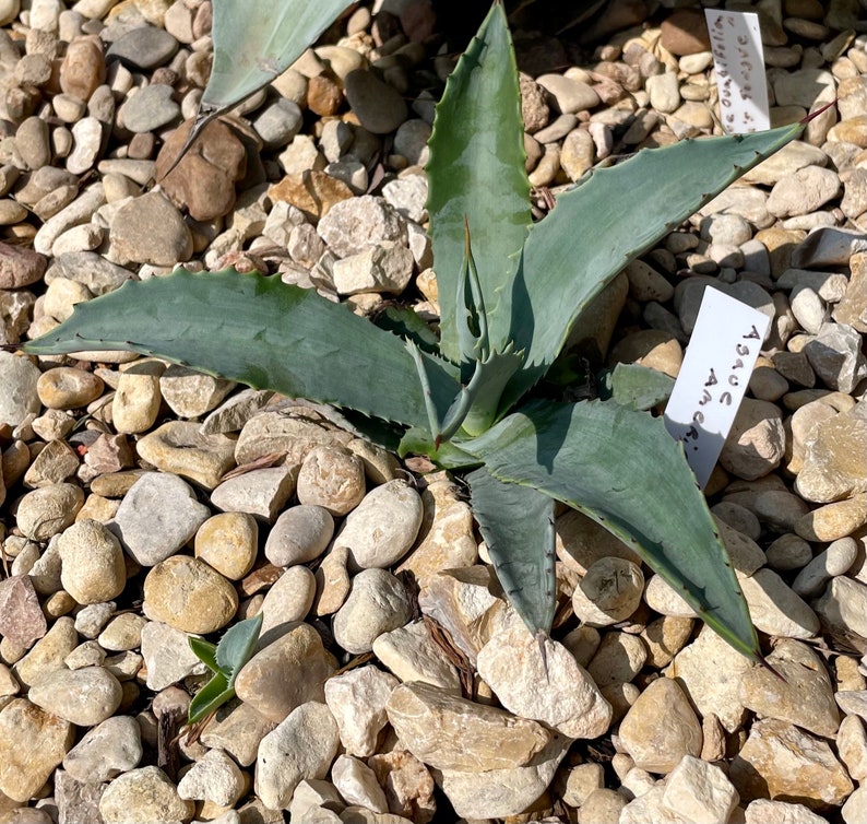 Agave Americana (blue) - Century Plant - Etsy