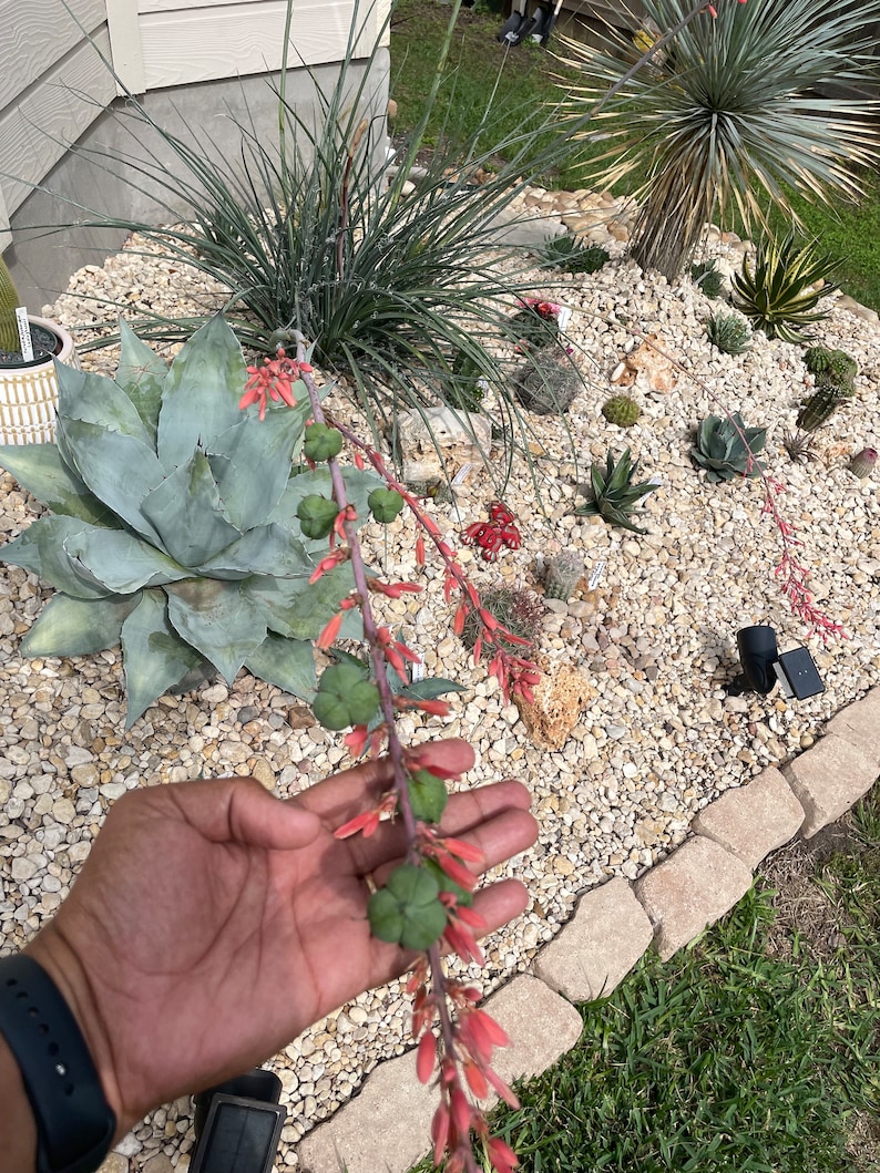 Red Yucca (hesperaloe Parviflora) - Seed Pod - Etsy