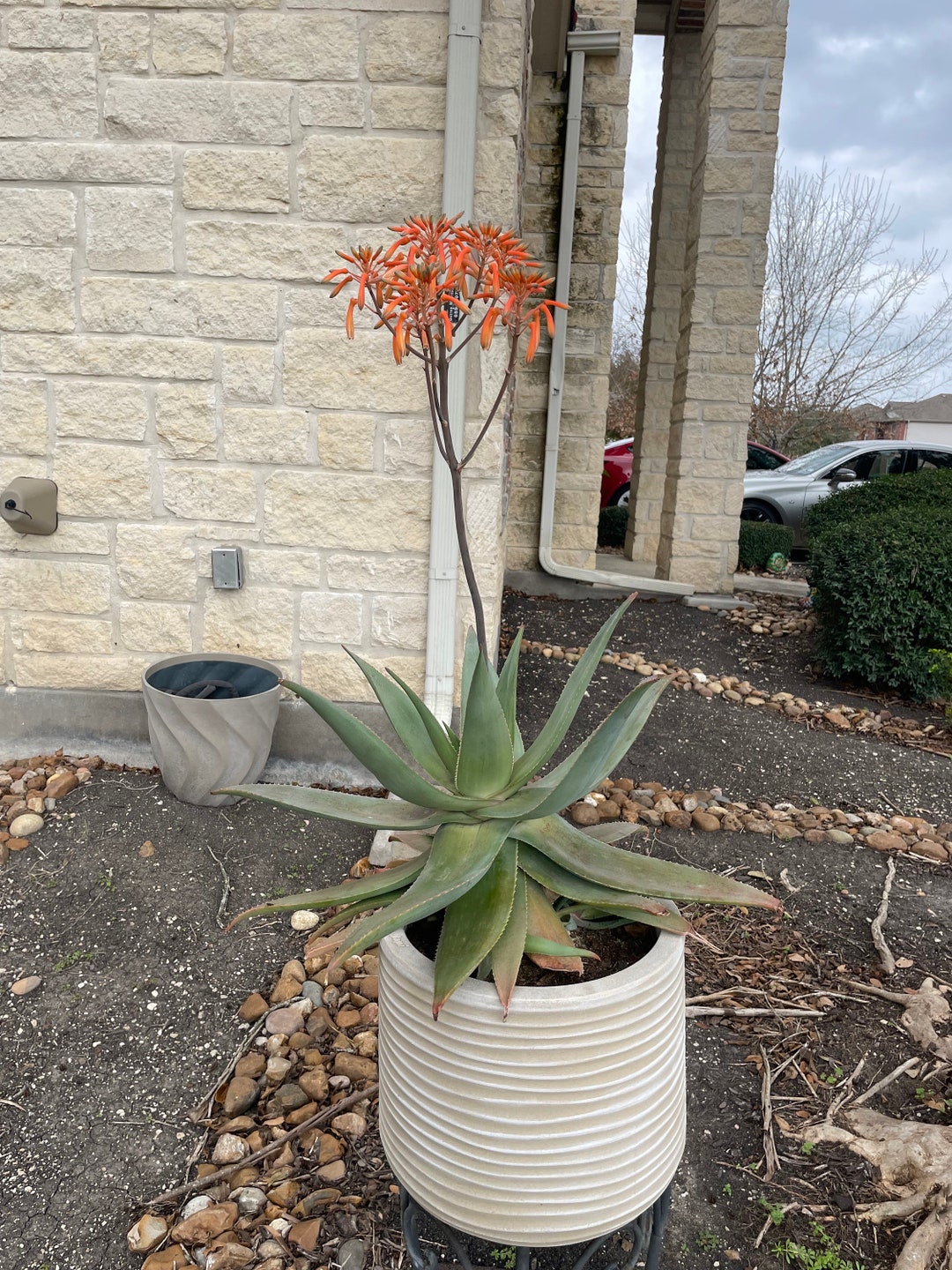 Aloe Striata Hybrid Ghost Aloe Etsy