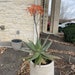 Aloe Striata Hybrid (ghost Aloe) - Etsy