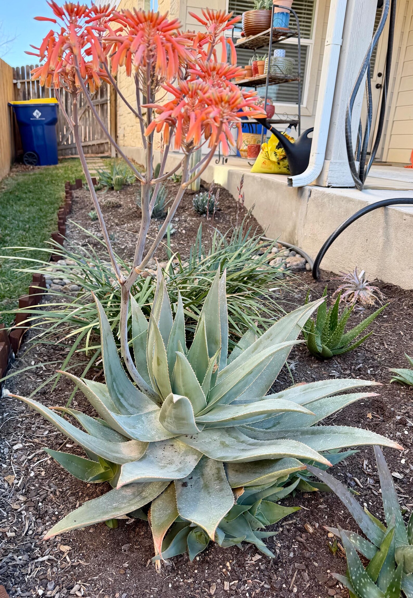 Aloe Striata Hybrid (ghost Aloe) - Etsy