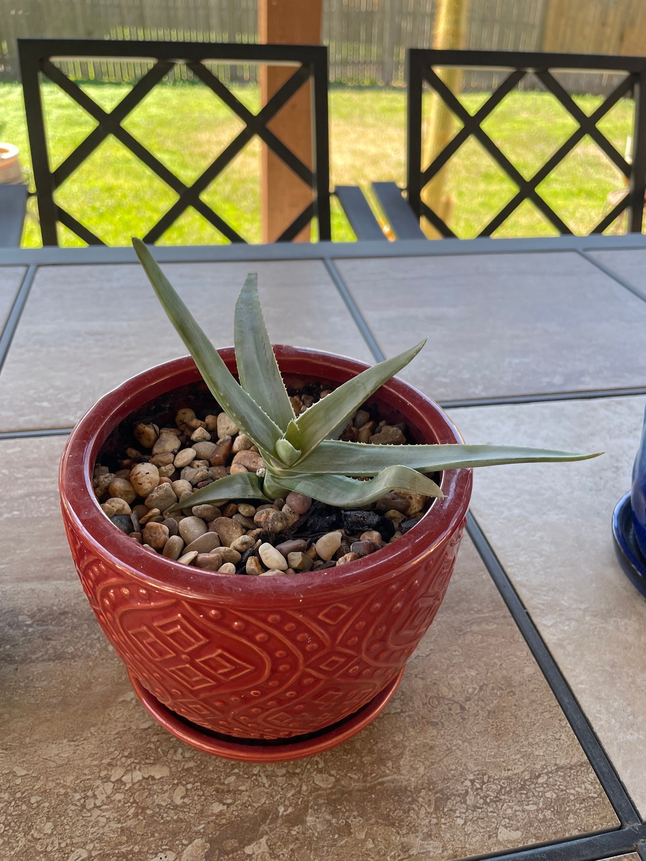 Aloe Striata Hybrid (ghost Aloe) - Etsy
