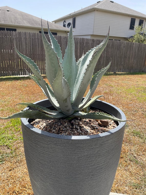 Agave Americana blue Century Plant - Etsy
