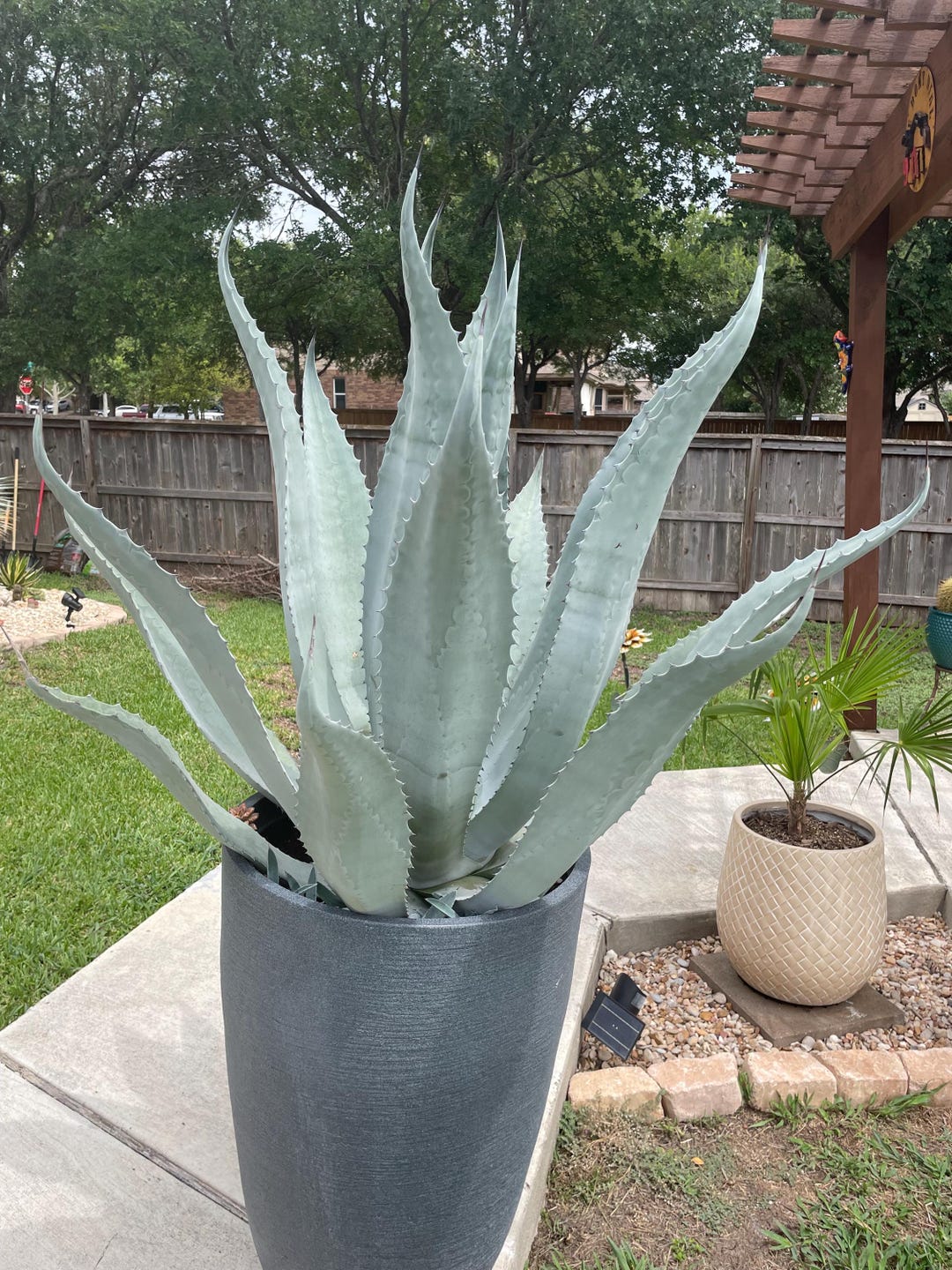 Agave Americana (blue) - Century Plant - Etsy
