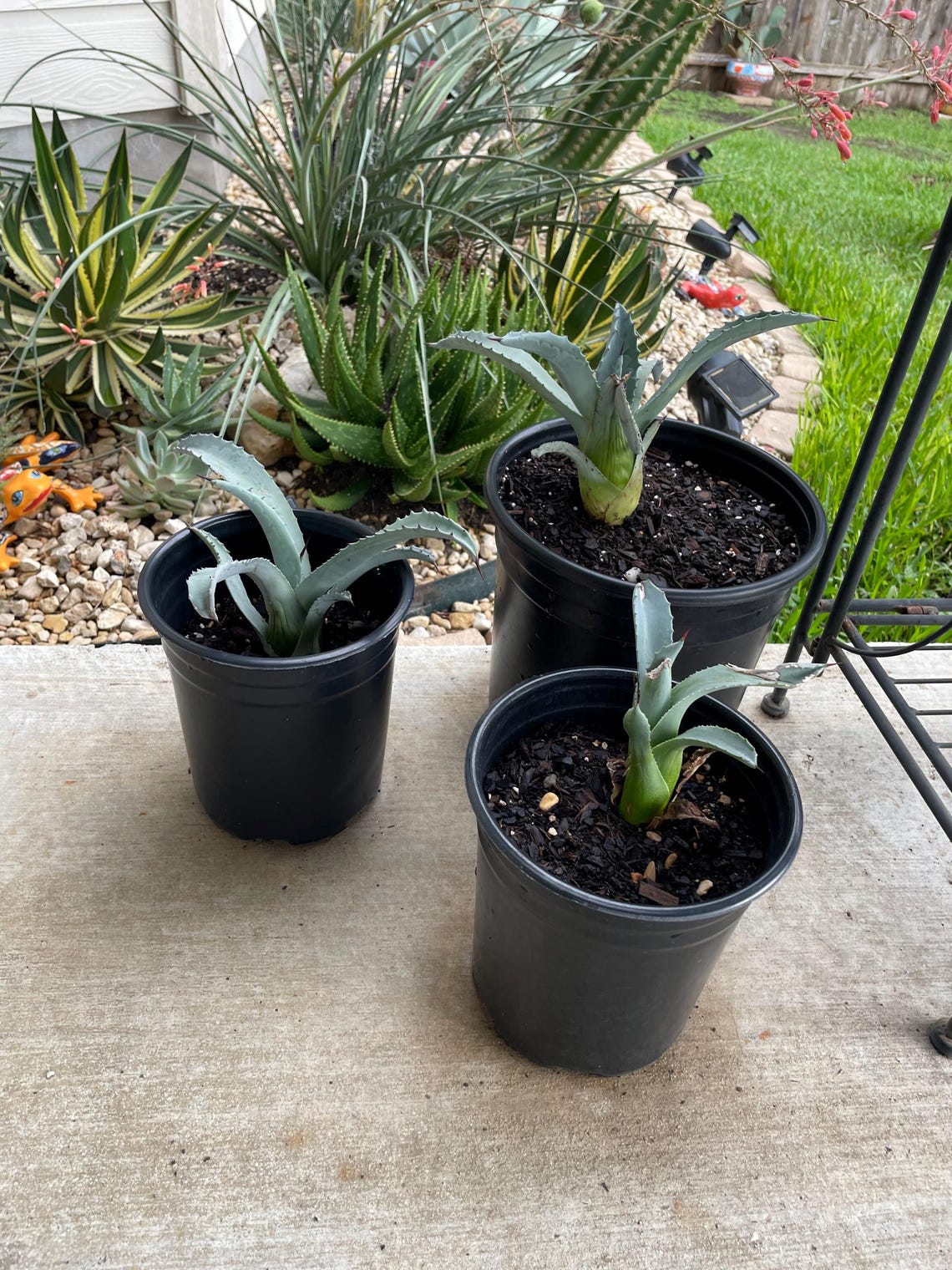 Agave Americana (blue) - Century Plant - Etsy