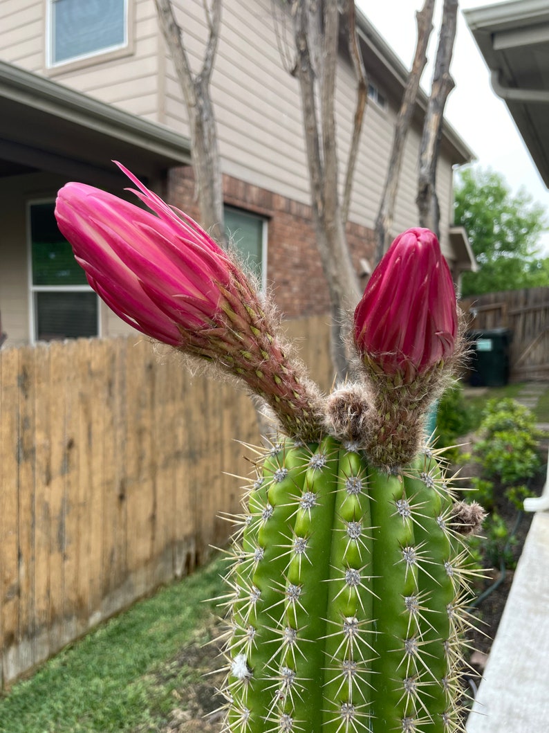 Torch (trichocereus) Grandiflora Cactus - Sun Goddess - Etsy