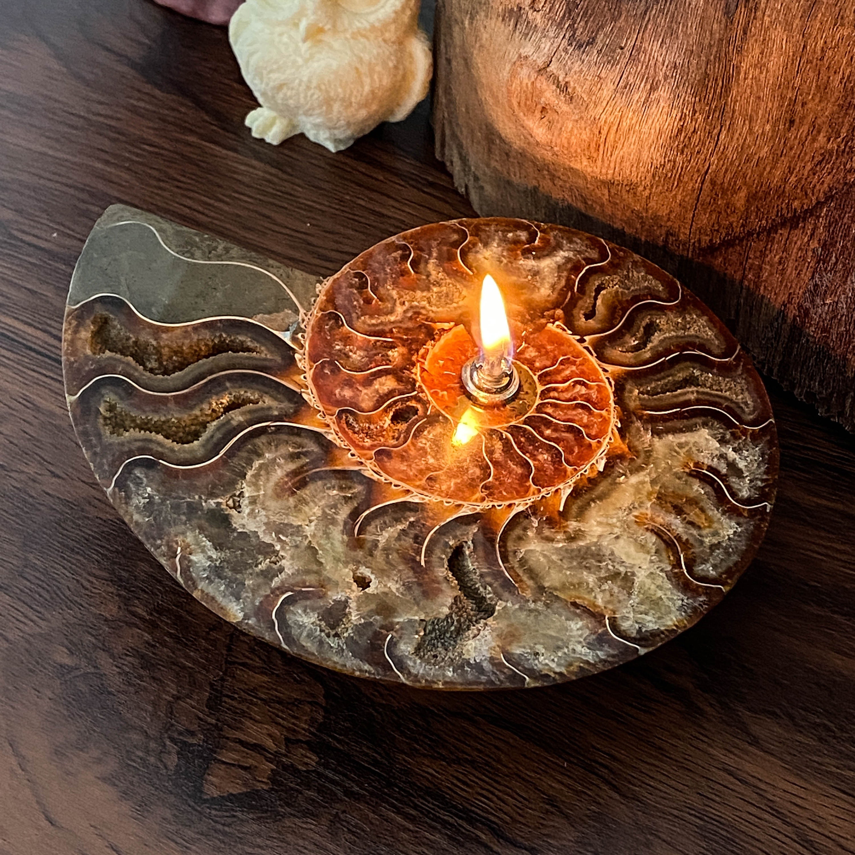 Dinosaur Era Ammonite Fossil Specimen Conch Oil Candle Kit, Unique ...