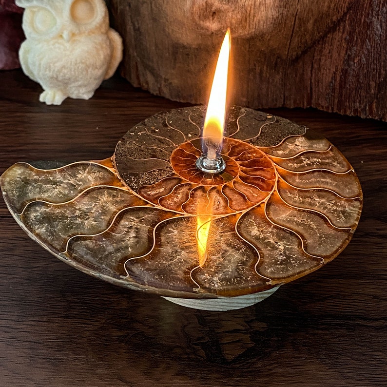 Natural Room Freshener Ammonite Fossil Conch Oil Candle Kit ancient ...