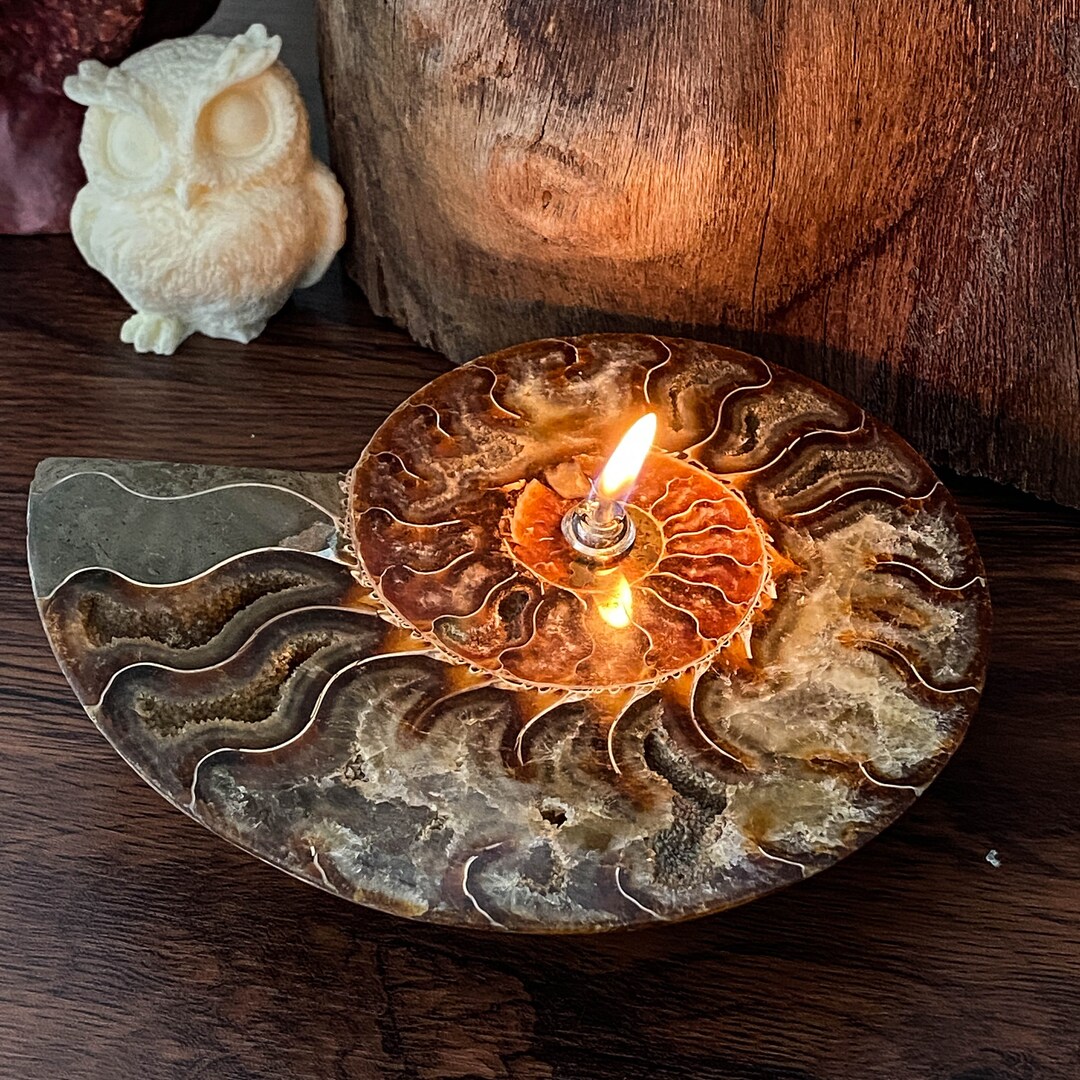 Dinosaur Era Ammonite Fossil Specimen - Conch Oil Candle Kit, Unique ...