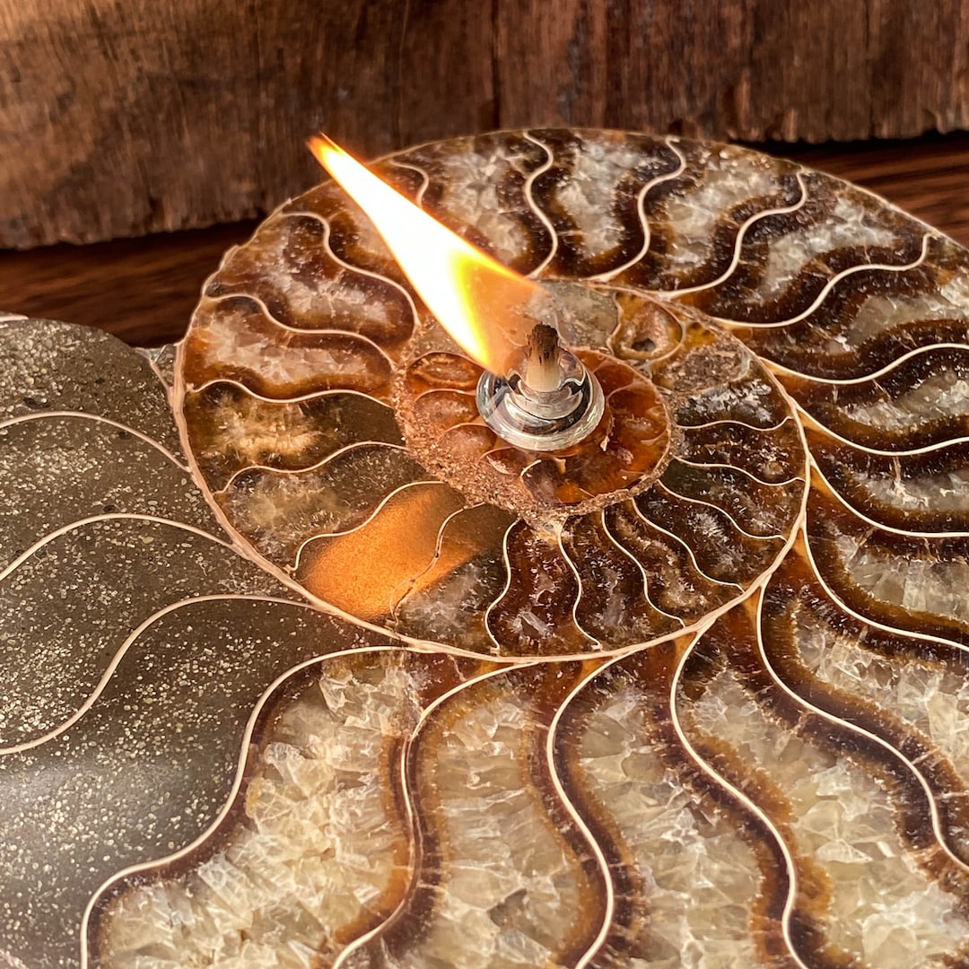 Ancient Glow: Ammonite Fossil Conch Oil Candle Kit Unique Home Decor ...
