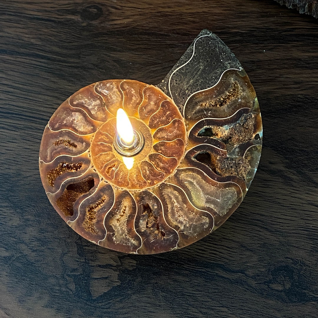 Ammonite Fossil Conch Oil Candle Kit -ancient Marine Relic, Handcrafted ...