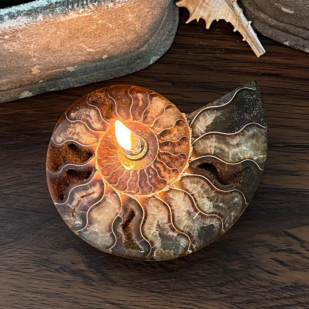Ancient Glow - Handmade Ammonite Fossil Conch Oil Candle Kit, Unique ...