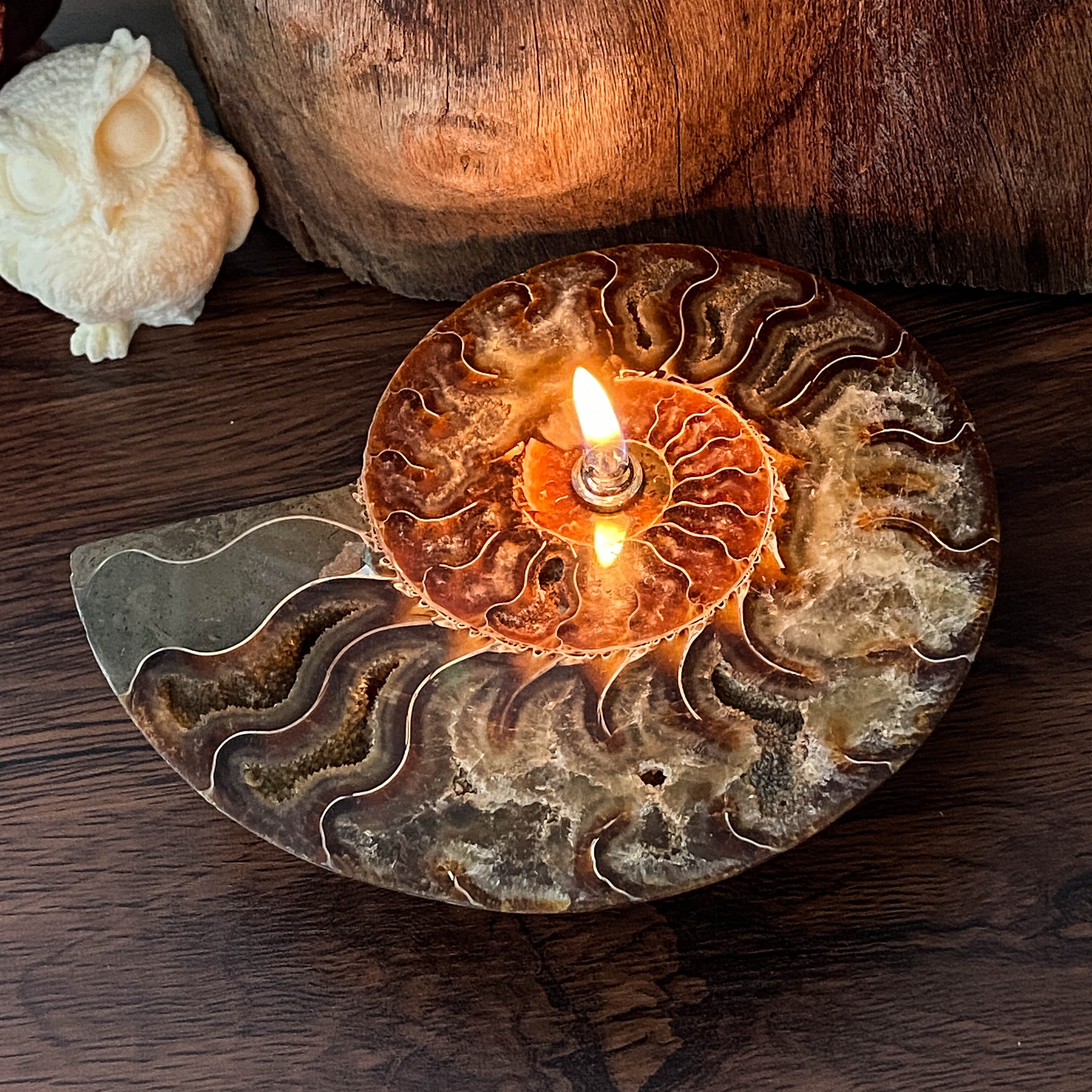 Dinosaur Era Ammonite Fossil Specimen Conch Oil Candle Kit, Unique ...