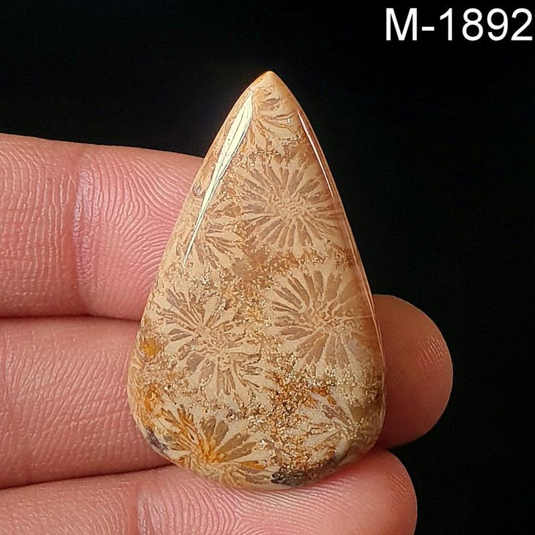 Natural Fossil Coral Gemstone, Attractive Fossil Coral Cabochon, Loose ...