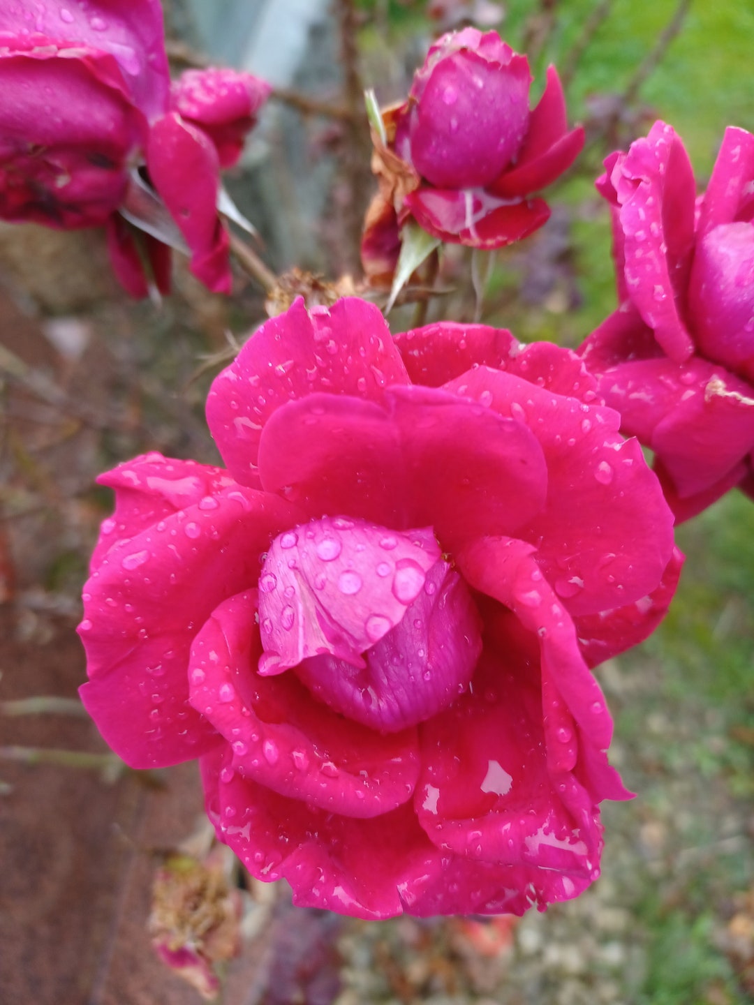 Pink Roses With Raindrops - Etsy
